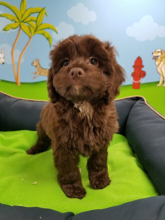 In Store Puppies - Puppy Plus