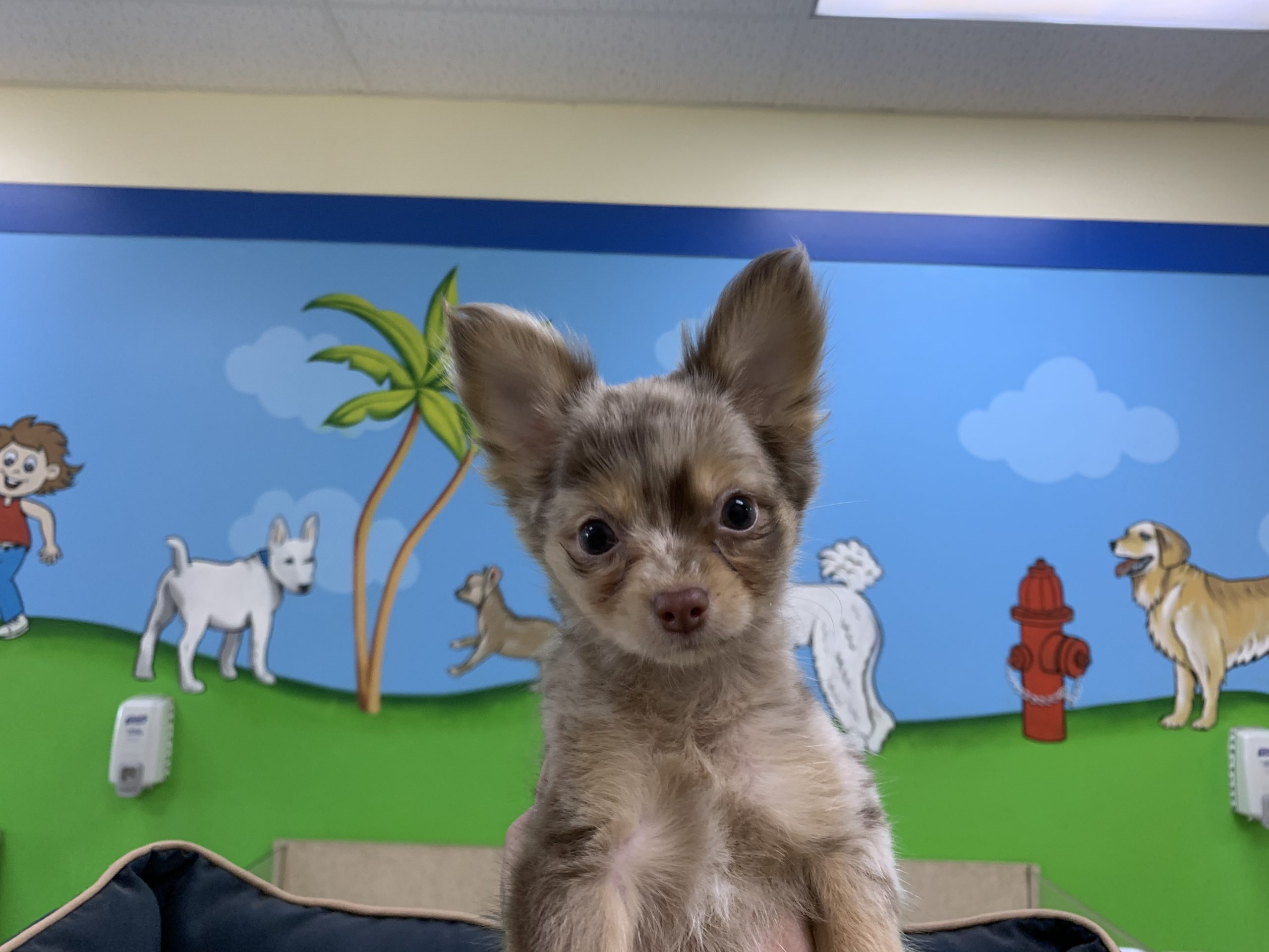 Puppies for Sale in Boca Raton FL | Teddy Bear Pomeranian & Poodle ...