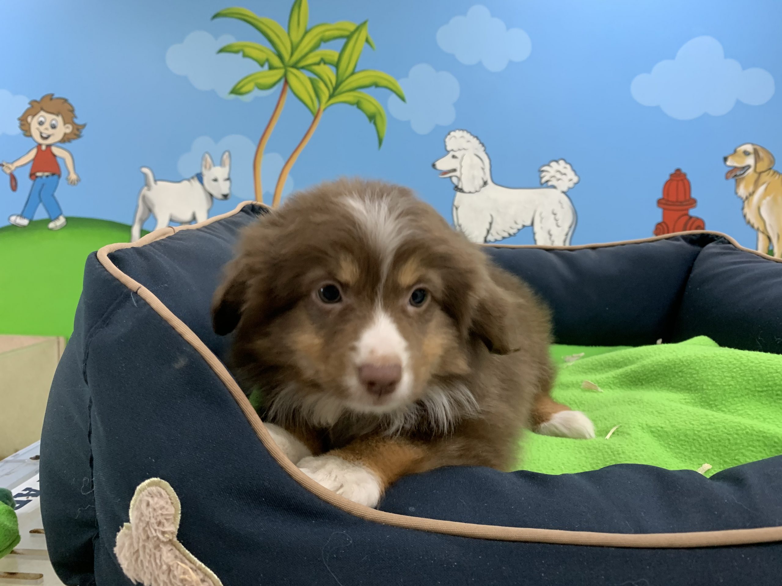 Puppies for Sale in Boca Raton FL | Teddy Bear Pomeranian & Poodle ...