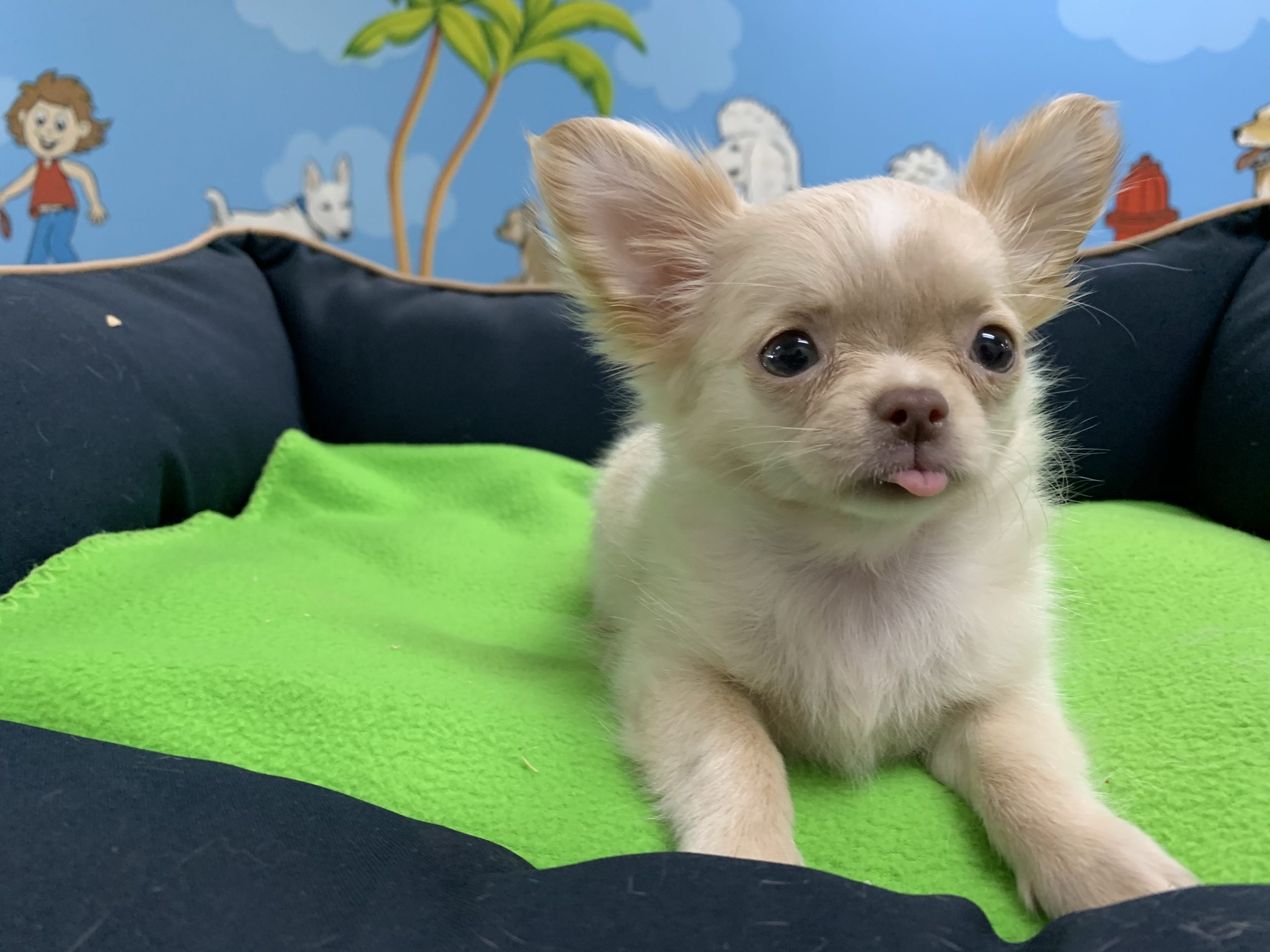 Puppies for Sale in Boca Raton FL | Teddy Bear Pomeranian & Poodle ...