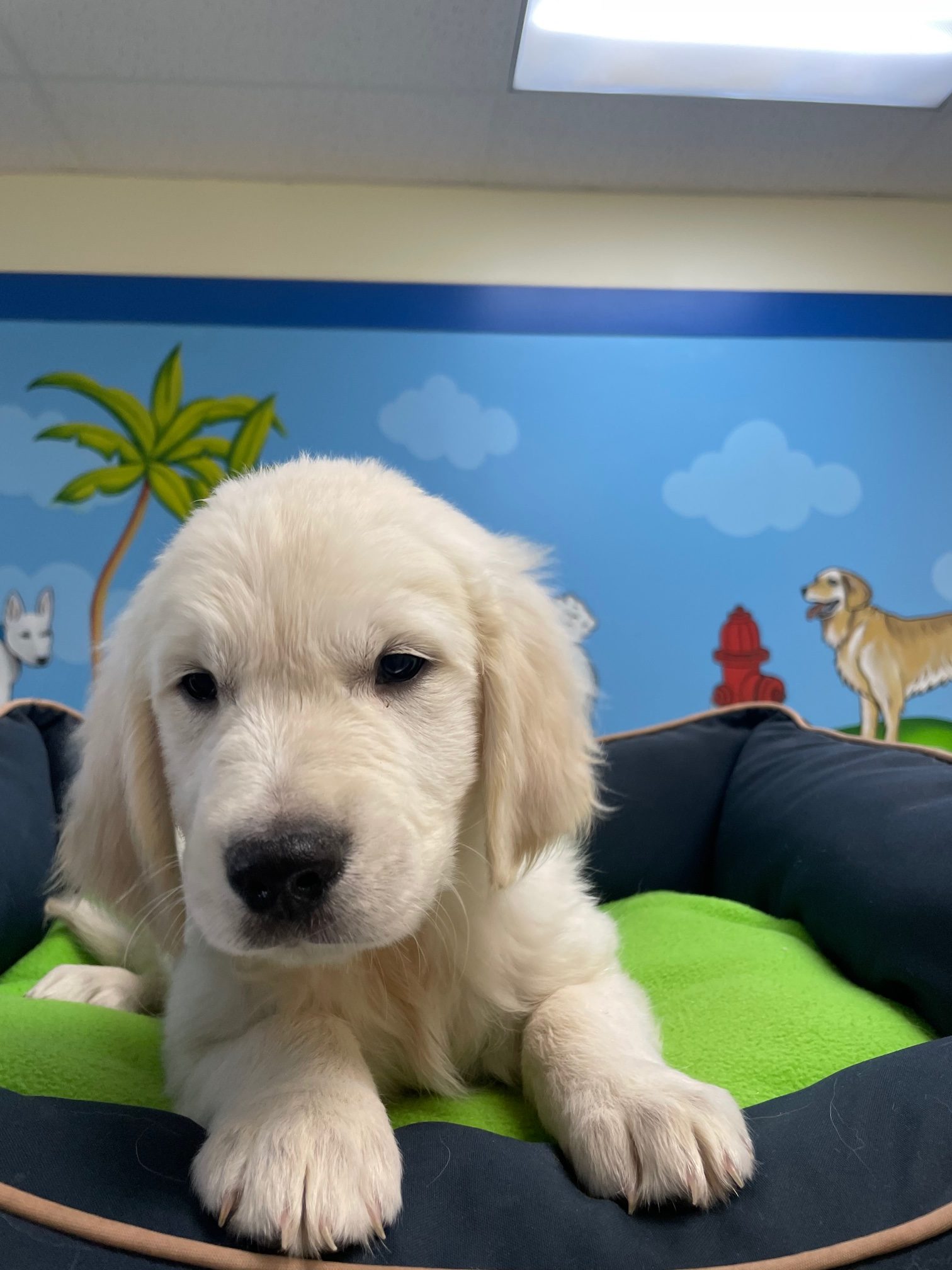 IN STORE PUPPIES | Puppy Plus