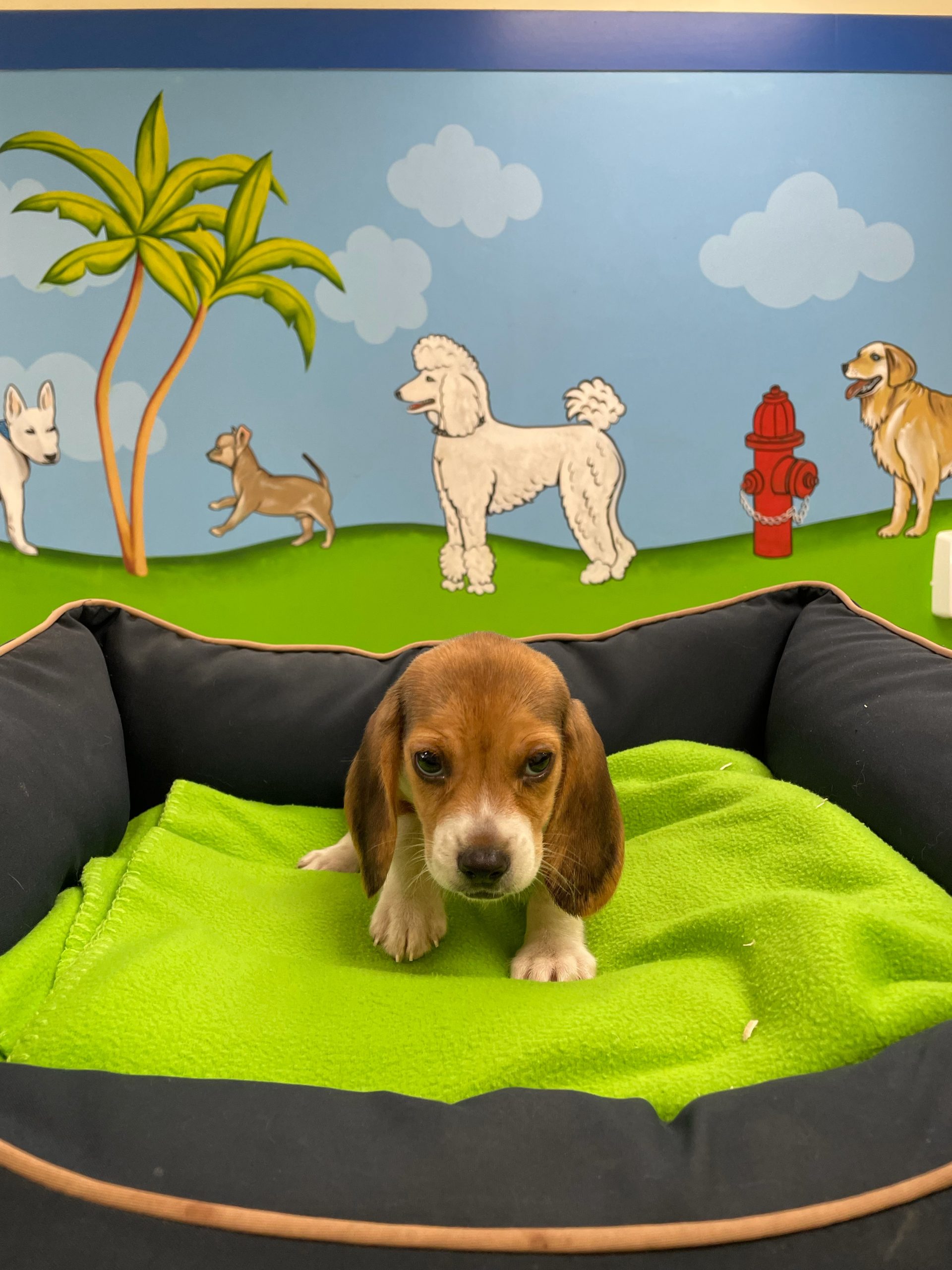 Puppies for Sale in Boca Raton FL | Teddy Bear Pomeranian & Poodle ...