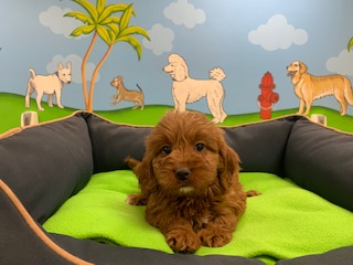 IN STORE PUPPIES | Puppy Plus