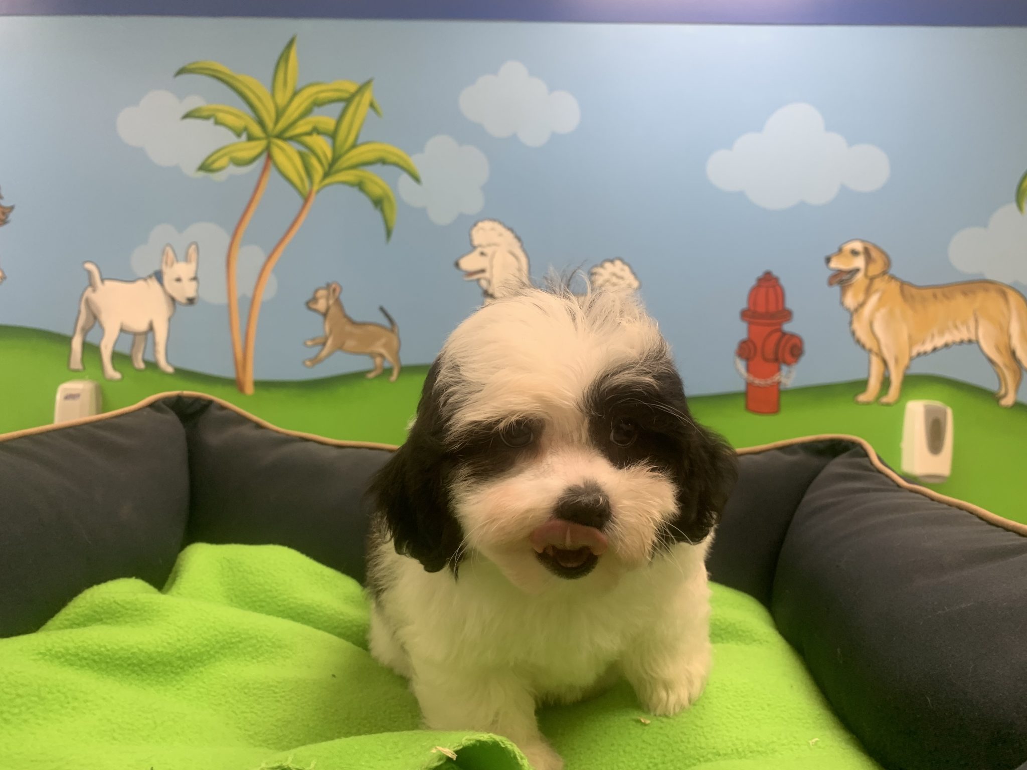 IN STORE PUPPIES | Puppy Plus