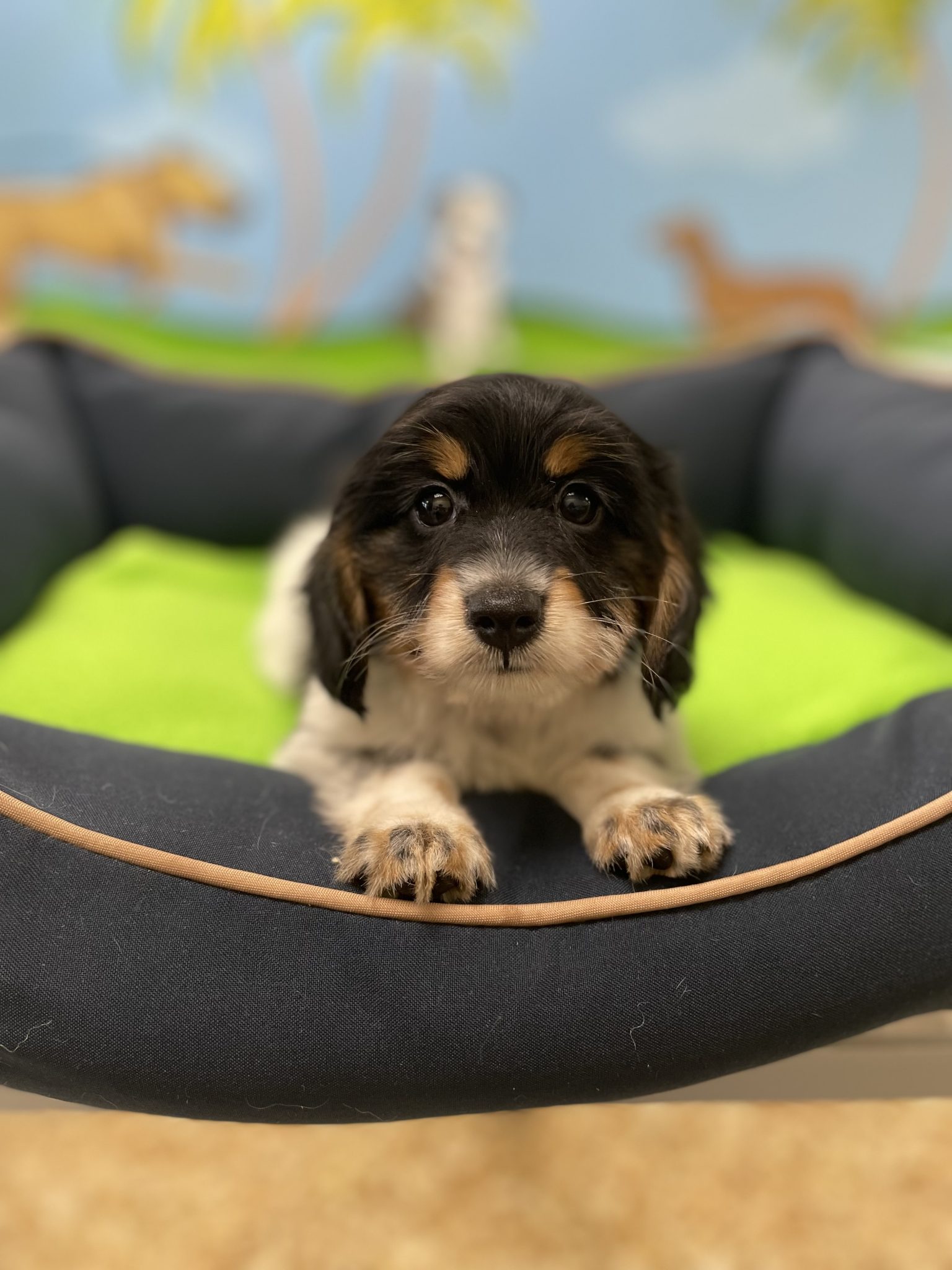IN STORE PUPPIES | Puppy Plus