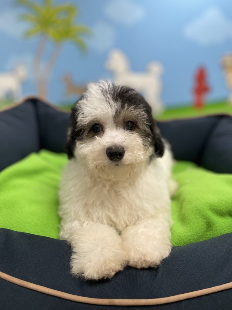 IN STORE PUPPIES | Puppy Plus