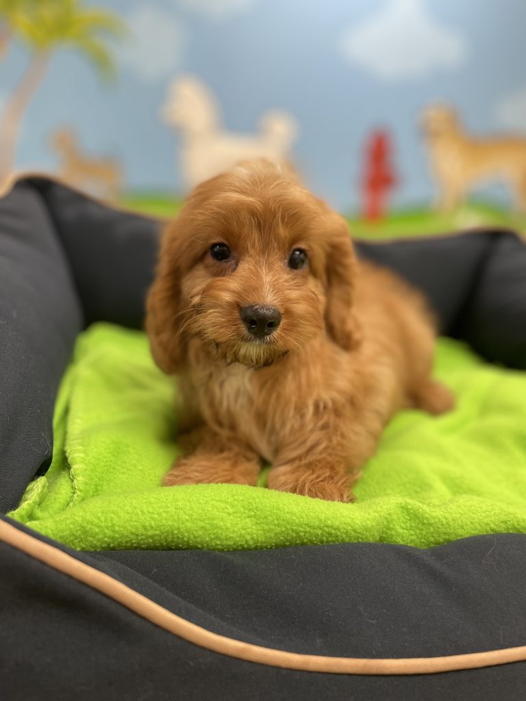 IN STORE PUPPIES | Puppy Plus