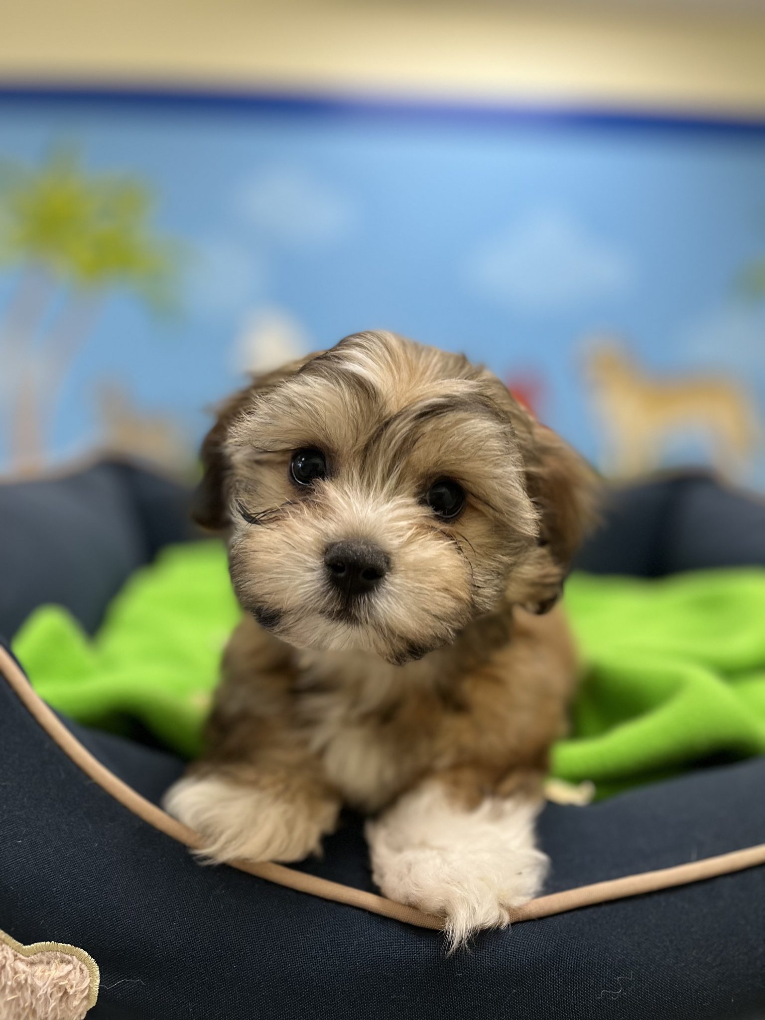 IN STORE PUPPIES | Puppy Plus