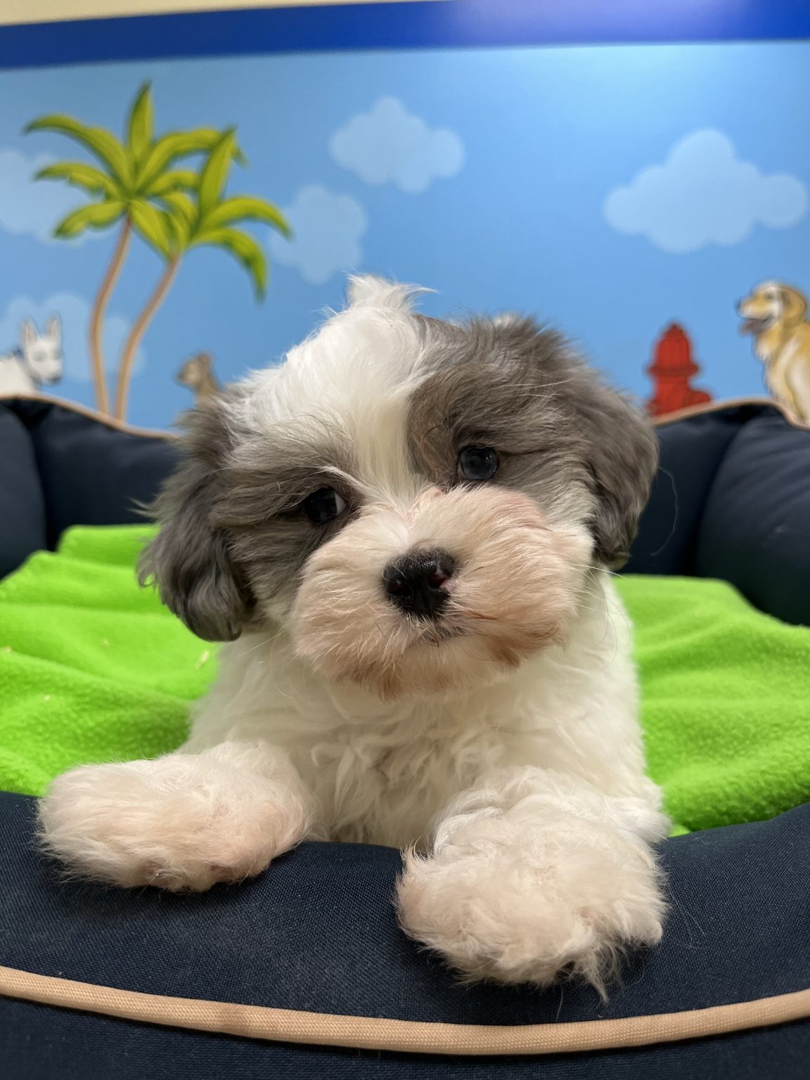 IN STORE PUPPIES | Puppy Plus
