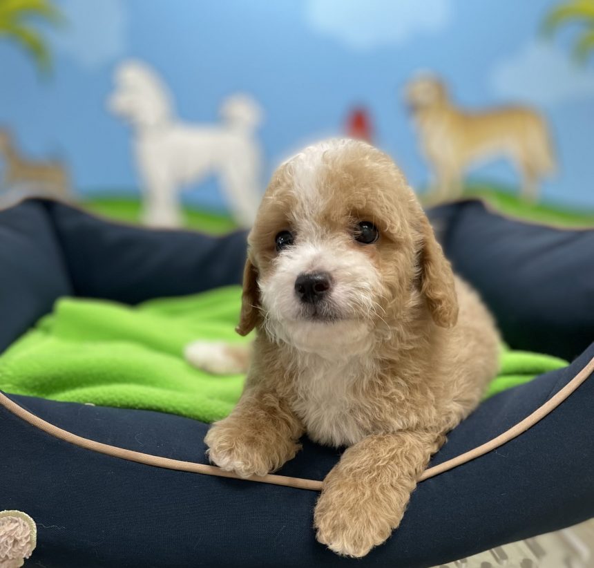 IN STORE PUPPIES | Puppy Plus