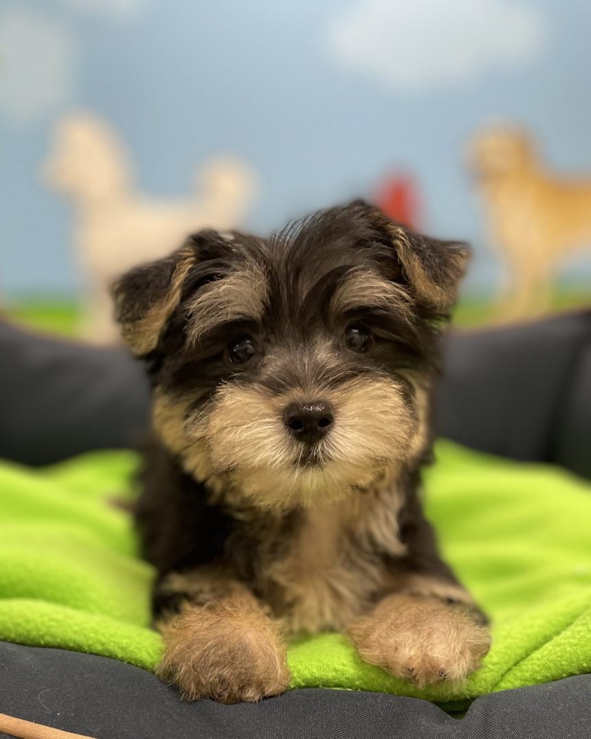 IN STORE PUPPIES | Puppy Plus