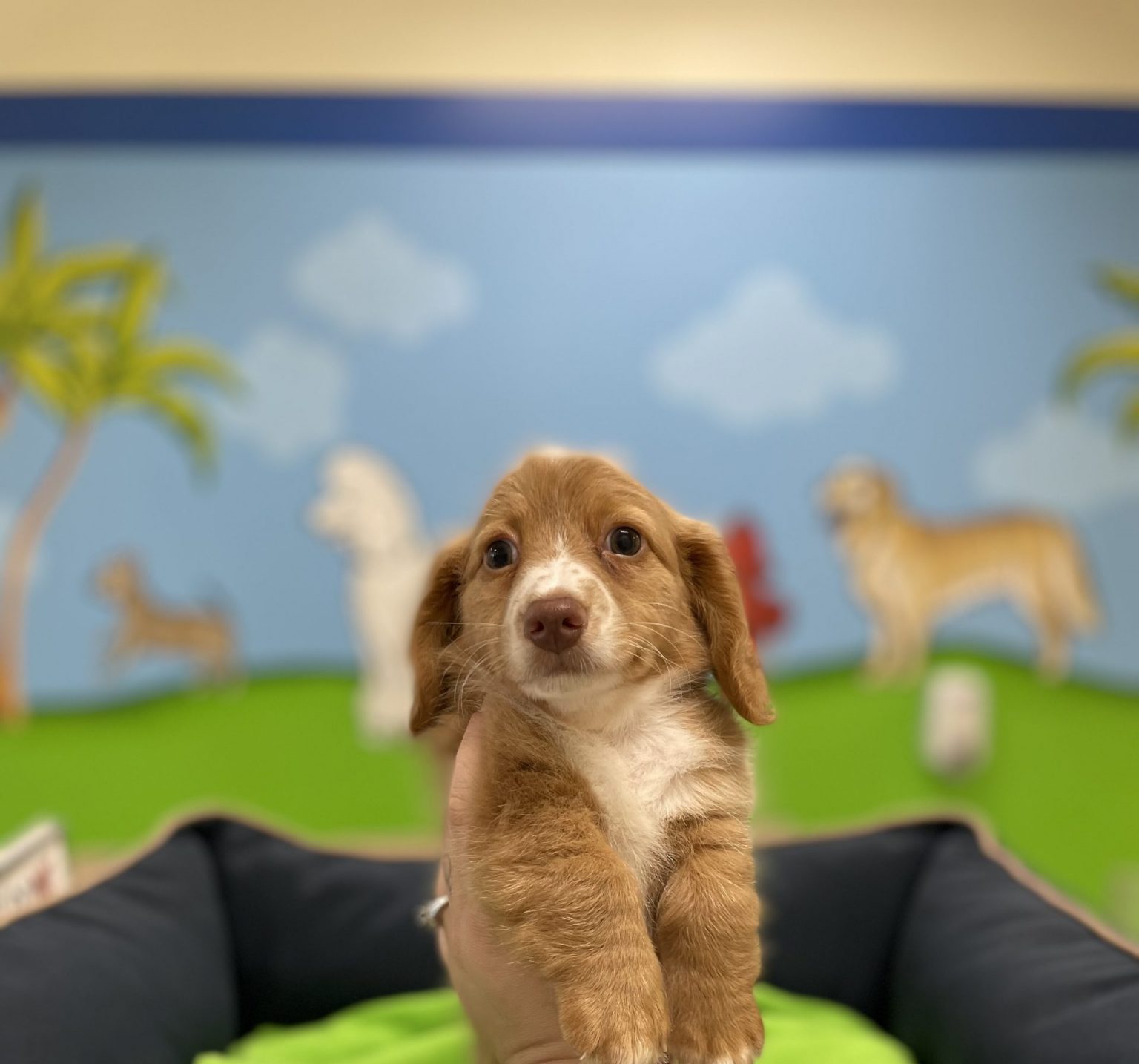 IN STORE PUPPIES | Puppy Plus