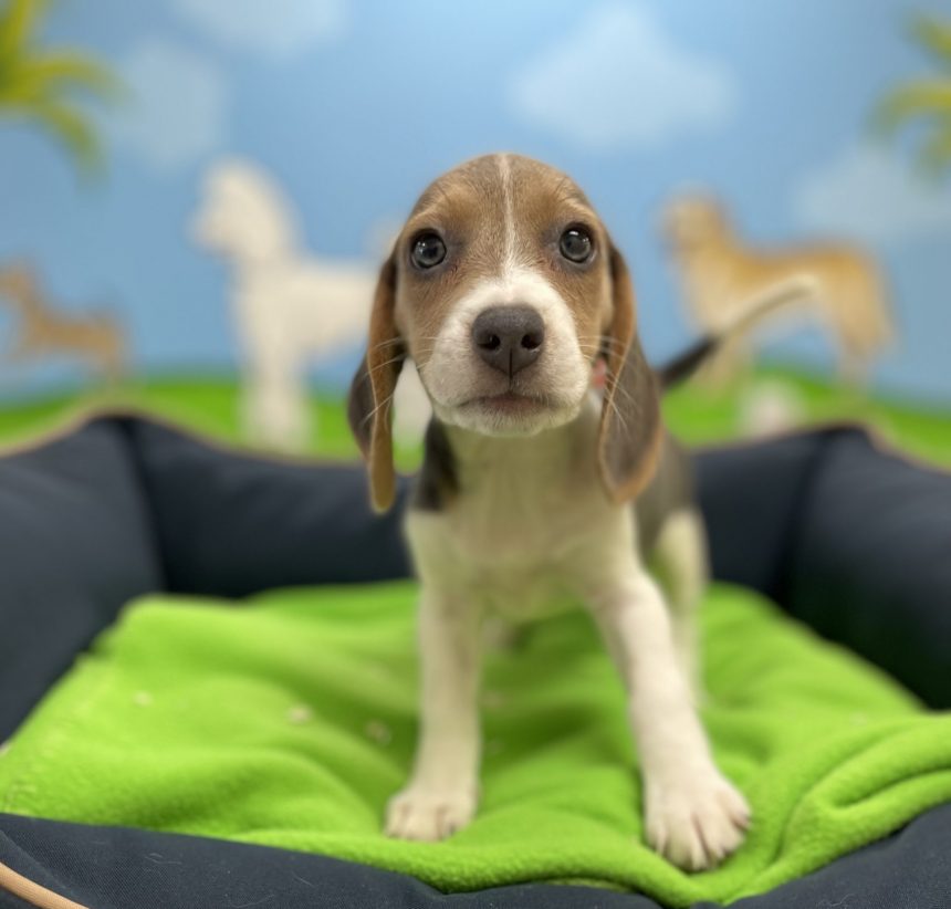 IN STORE PUPPIES | Puppy Plus