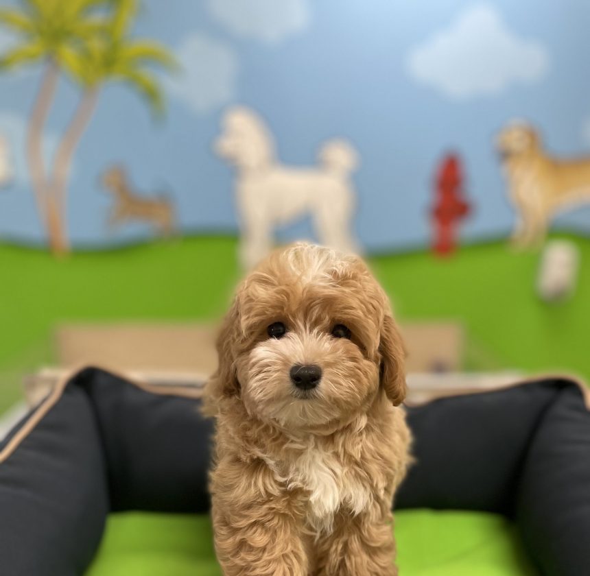 IN STORE PUPPIES | Puppy Plus