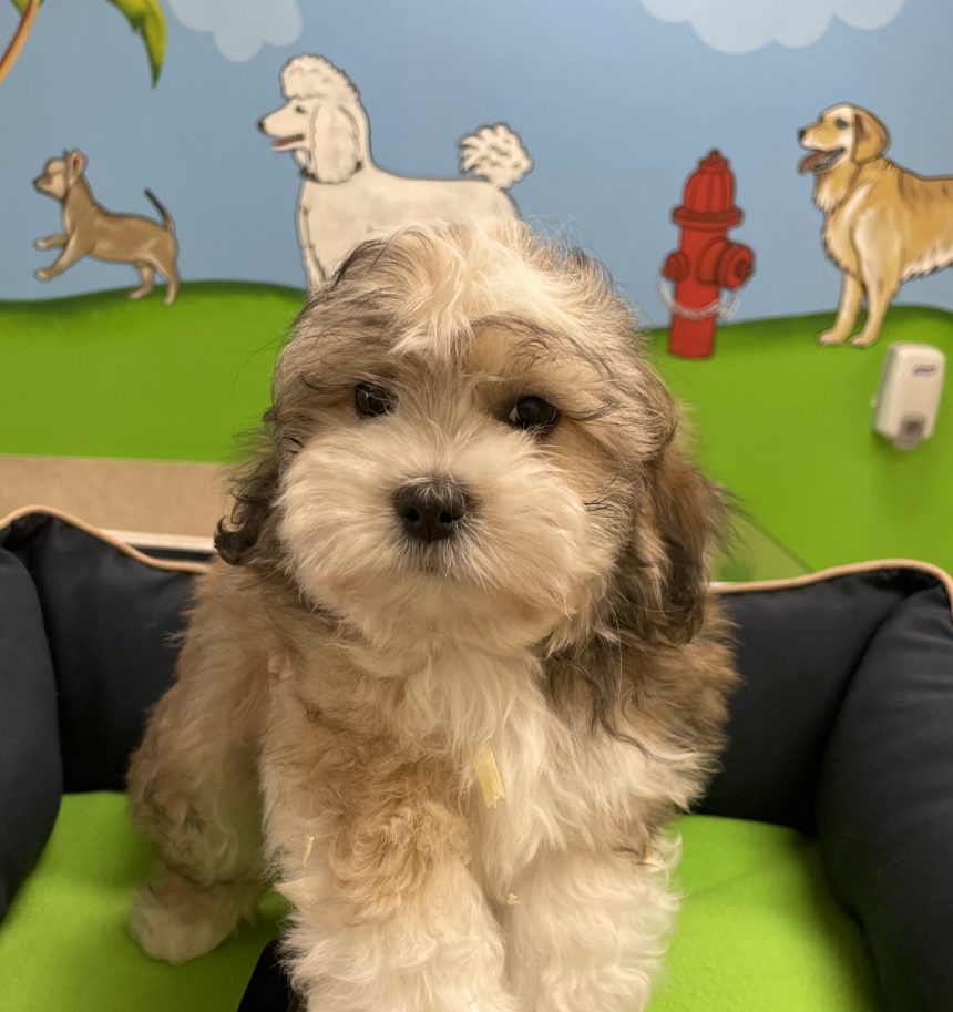 IN STORE PUPPIES | Puppy Plus