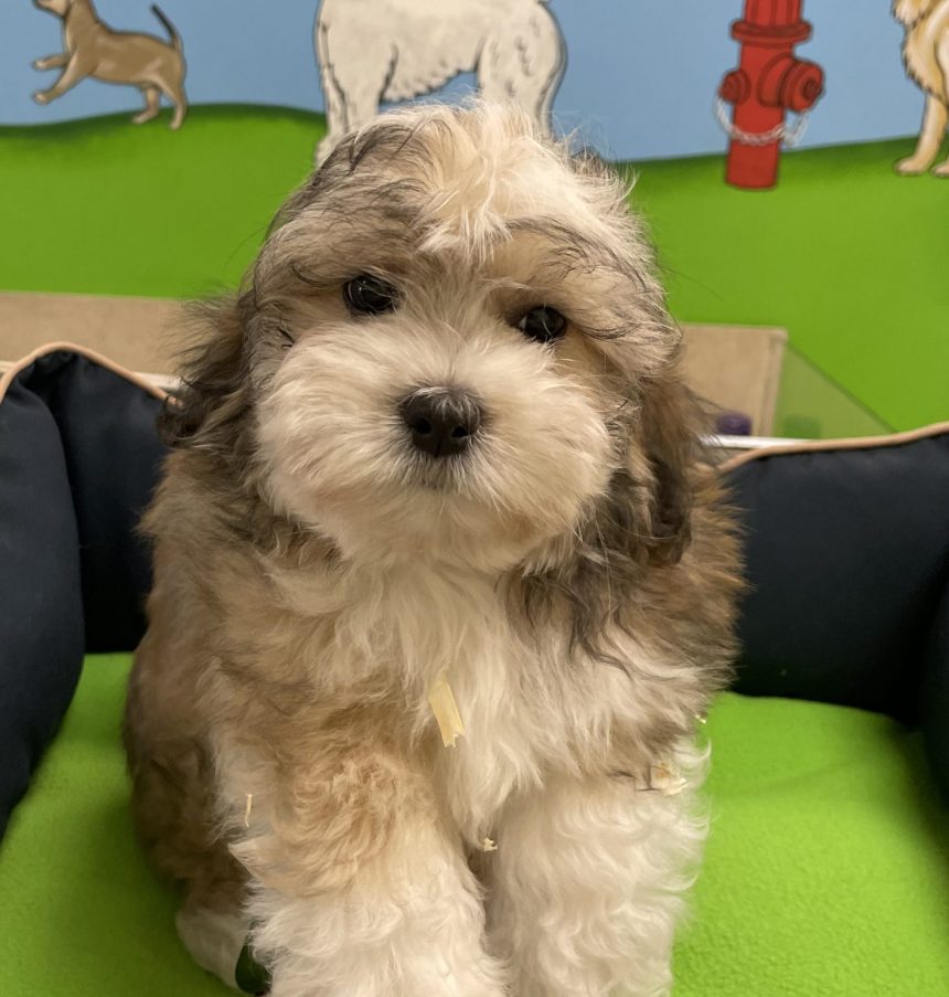 IN STORE PUPPIES | Puppy Plus