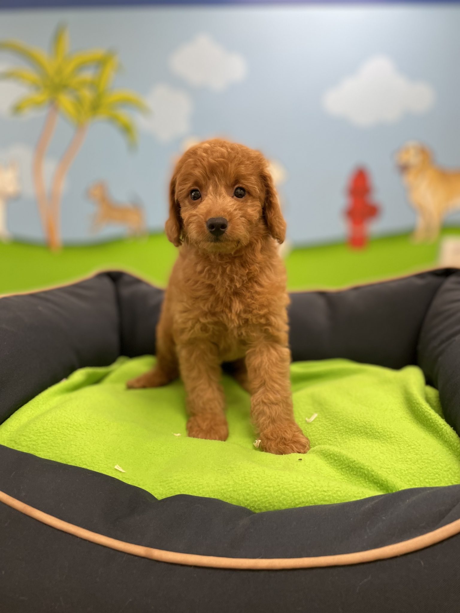 IN STORE PUPPIES | Puppy Plus