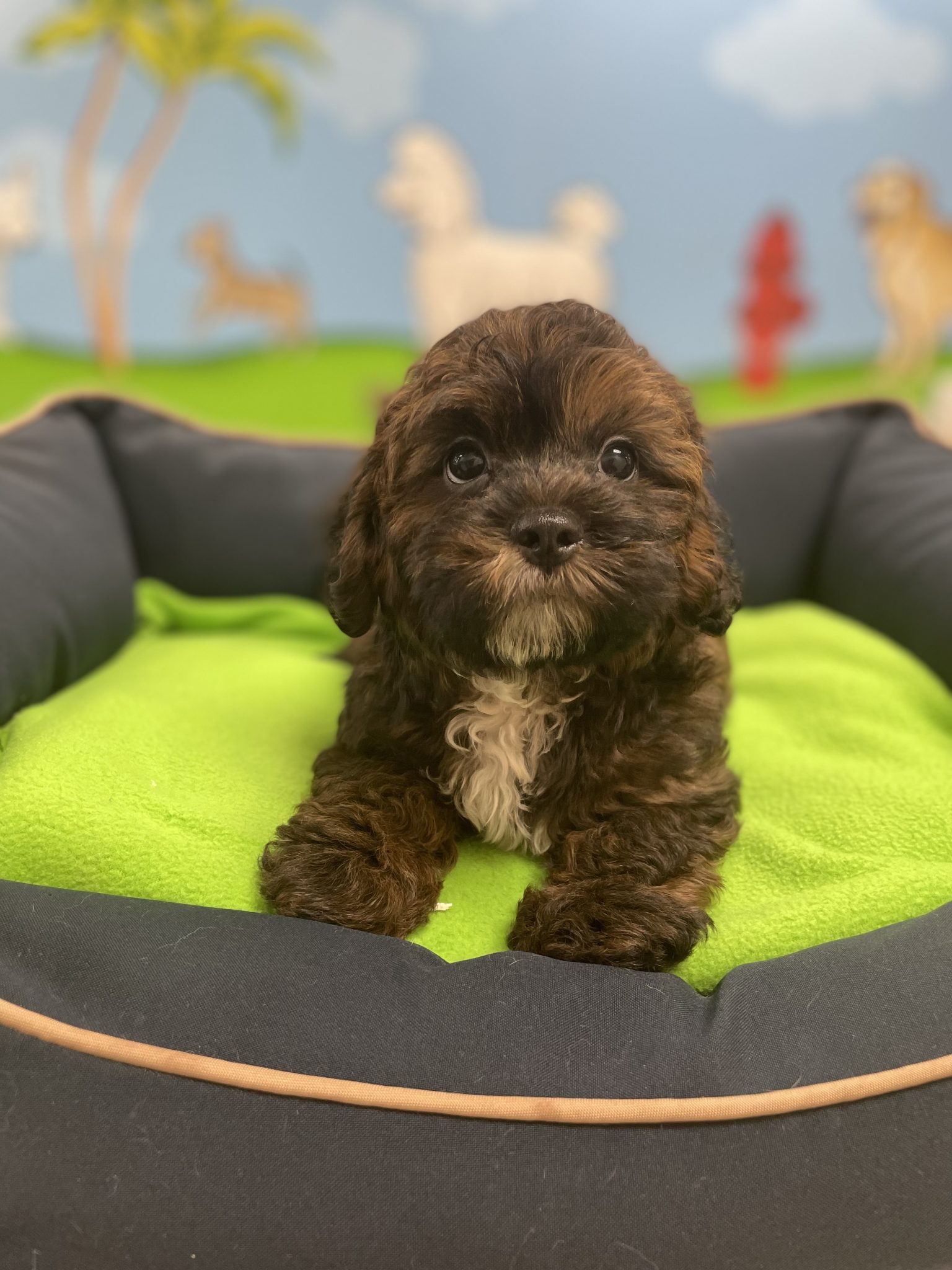 IN STORE PUPPIES | Puppy Plus