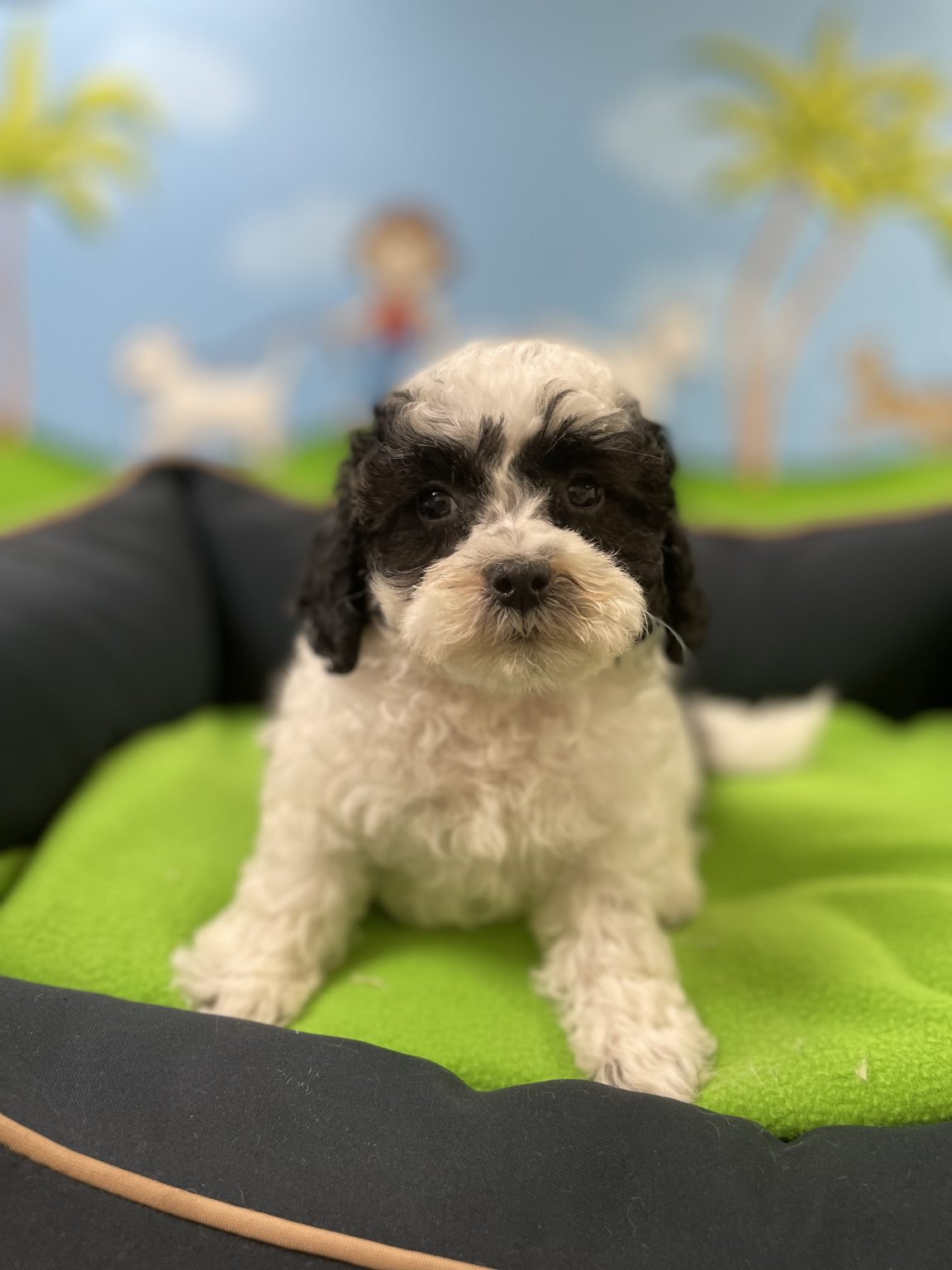 IN STORE PUPPIES | Puppy Plus