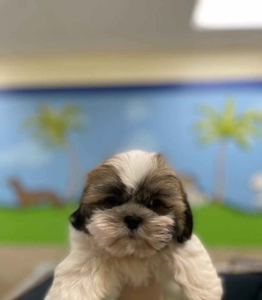 IN STORE PUPPIES | Puppy Plus