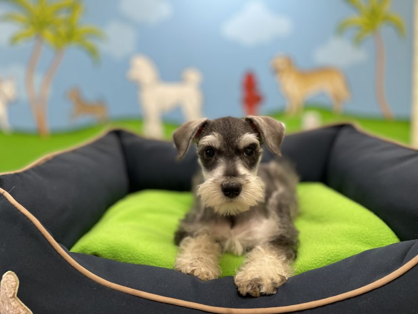 IN STORE PUPPIES | Puppy Plus