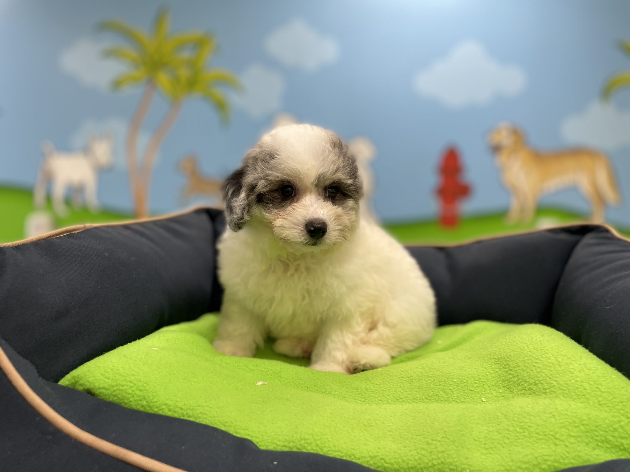 IN STORE PUPPIES | Puppy Plus