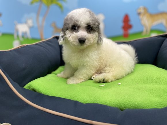 IN STORE PUPPIES | Puppy Plus