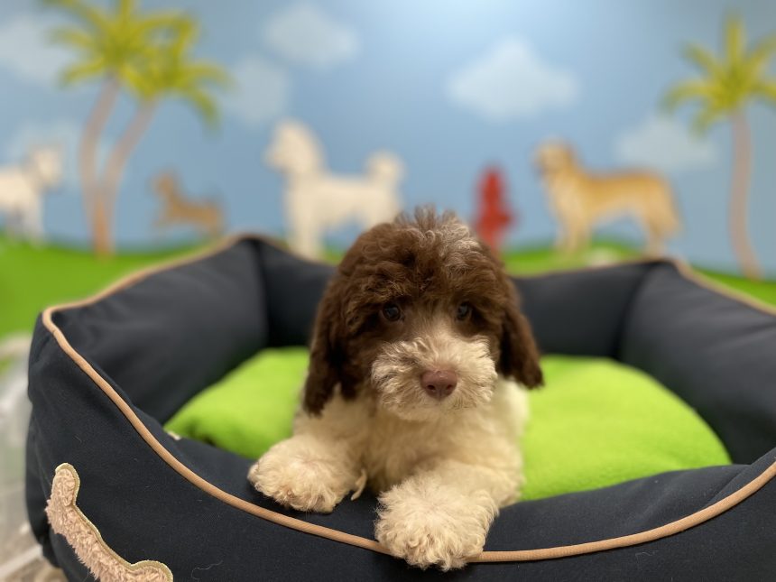 IN STORE PUPPIES | Puppy Plus