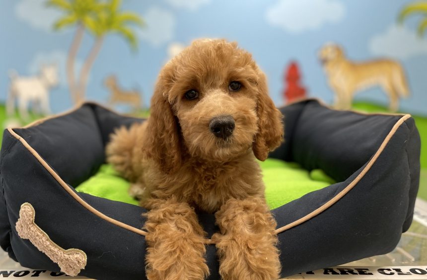 IN STORE PUPPIES | Puppy Plus