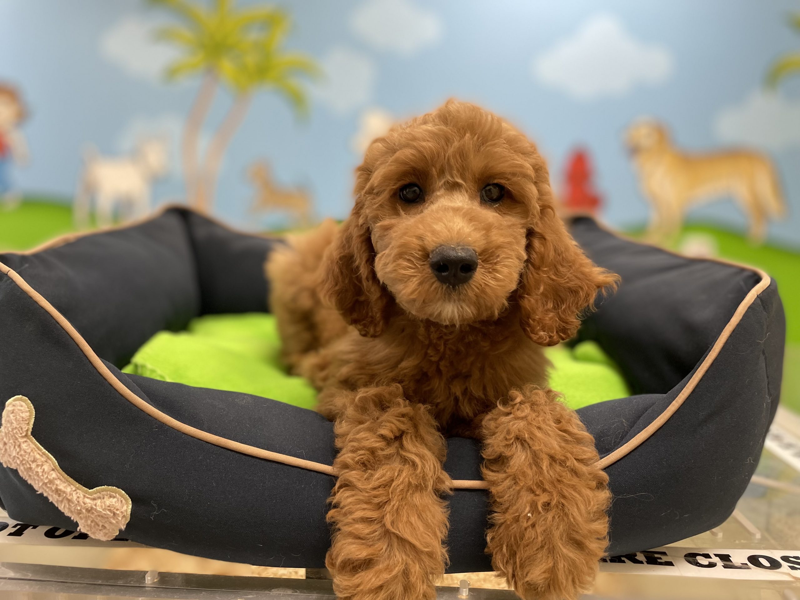 IN STORE PUPPIES | Puppy Plus