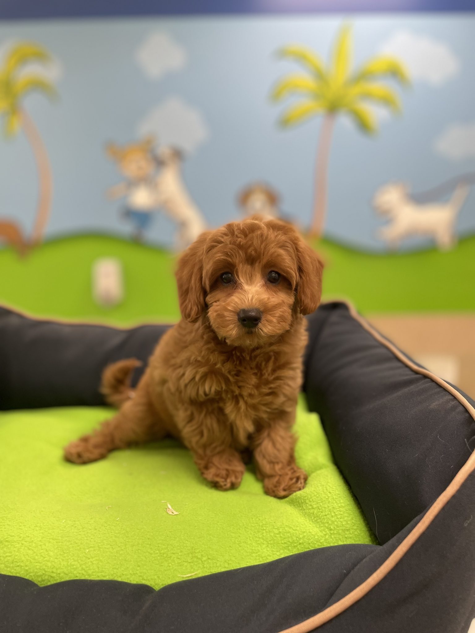 IN STORE PUPPIES | Puppy Plus