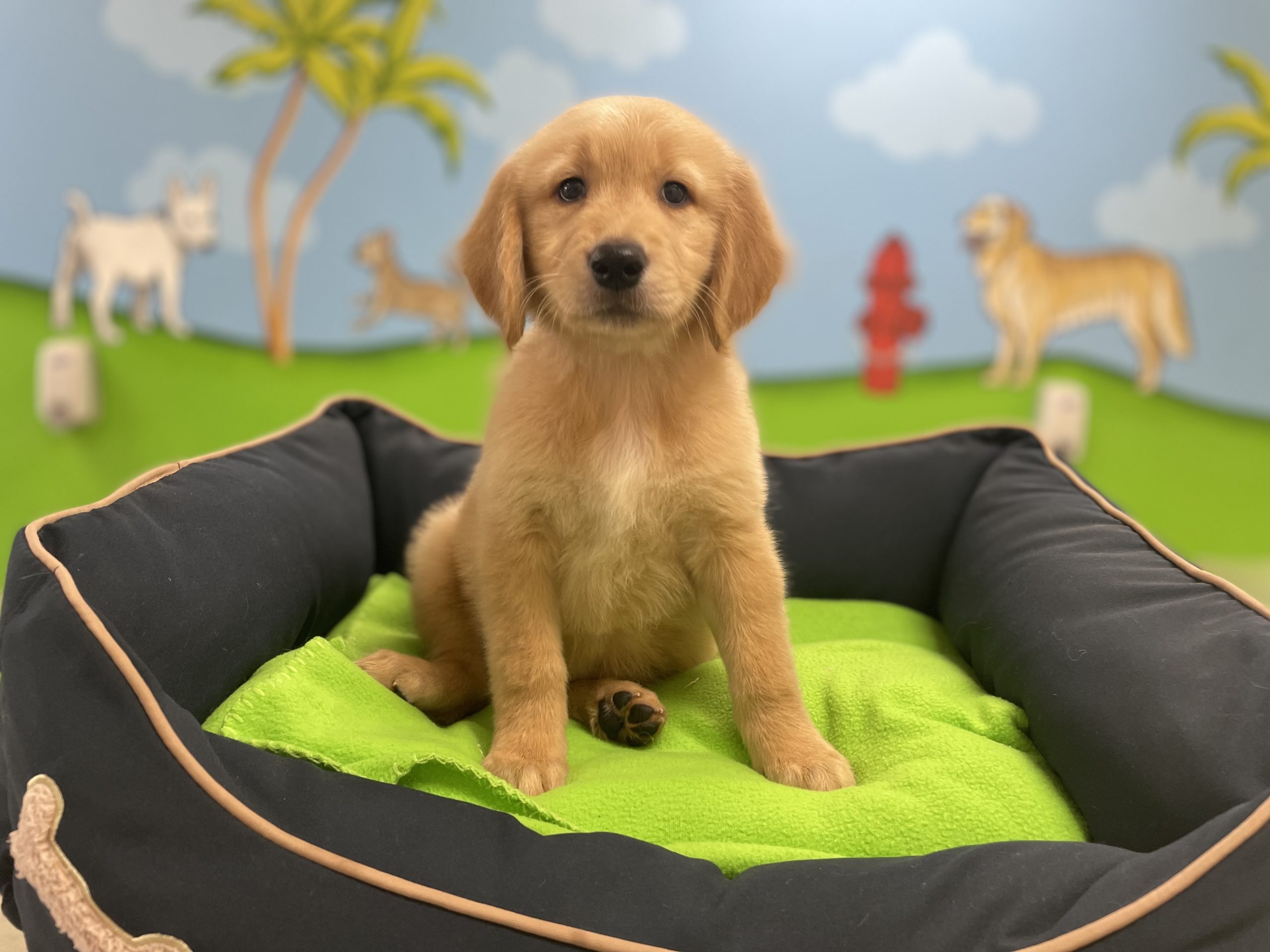 IN STORE PUPPIES | Puppy Plus