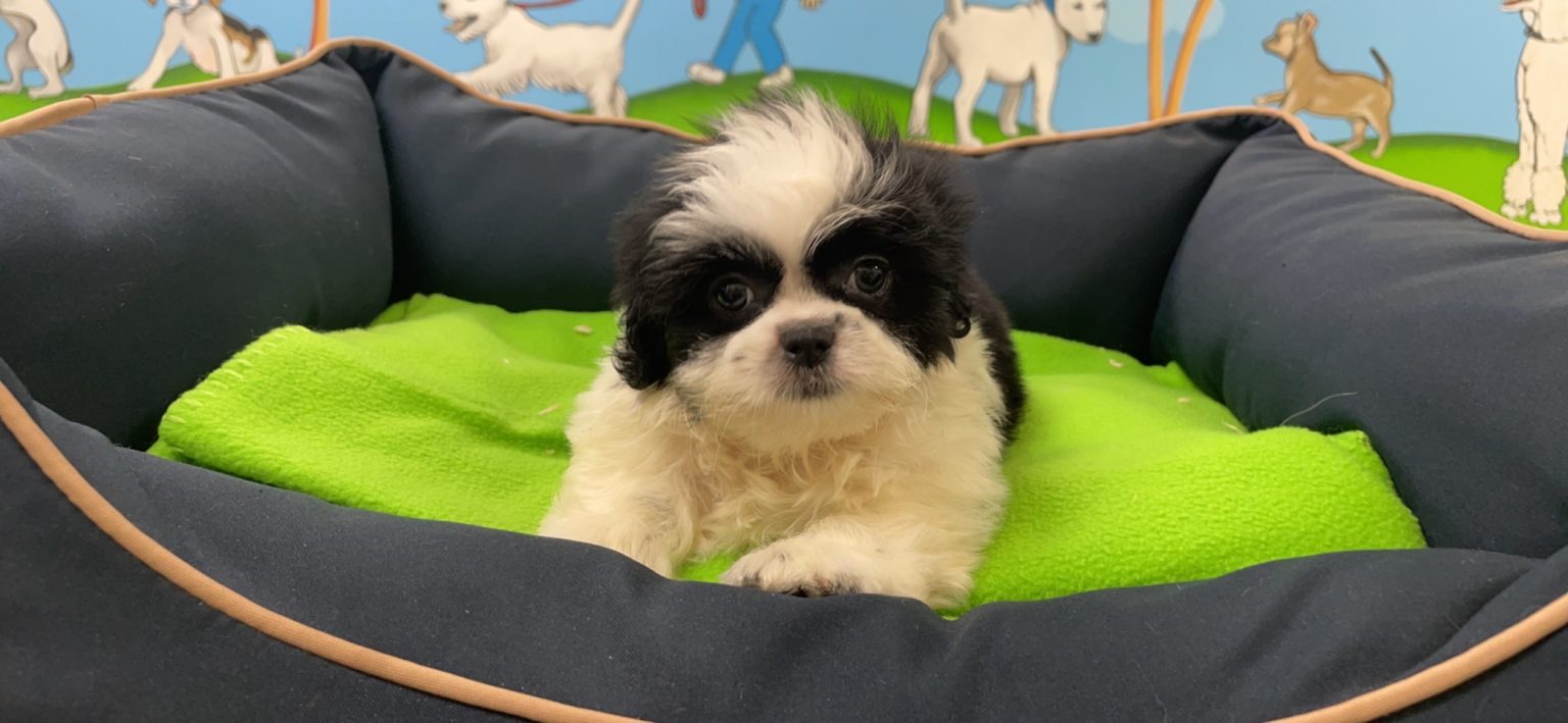 IN STORE PUPPIES | Puppy Plus