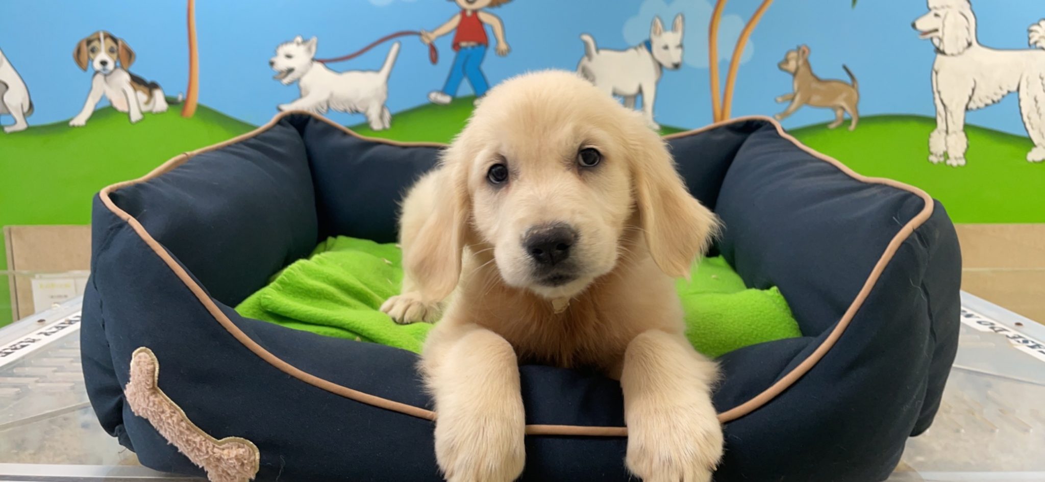 IN STORE PUPPIES | Puppy Plus