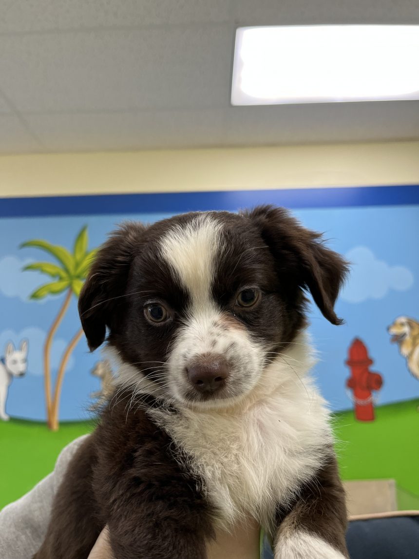 IN STORE PUPPIES | Puppy Plus