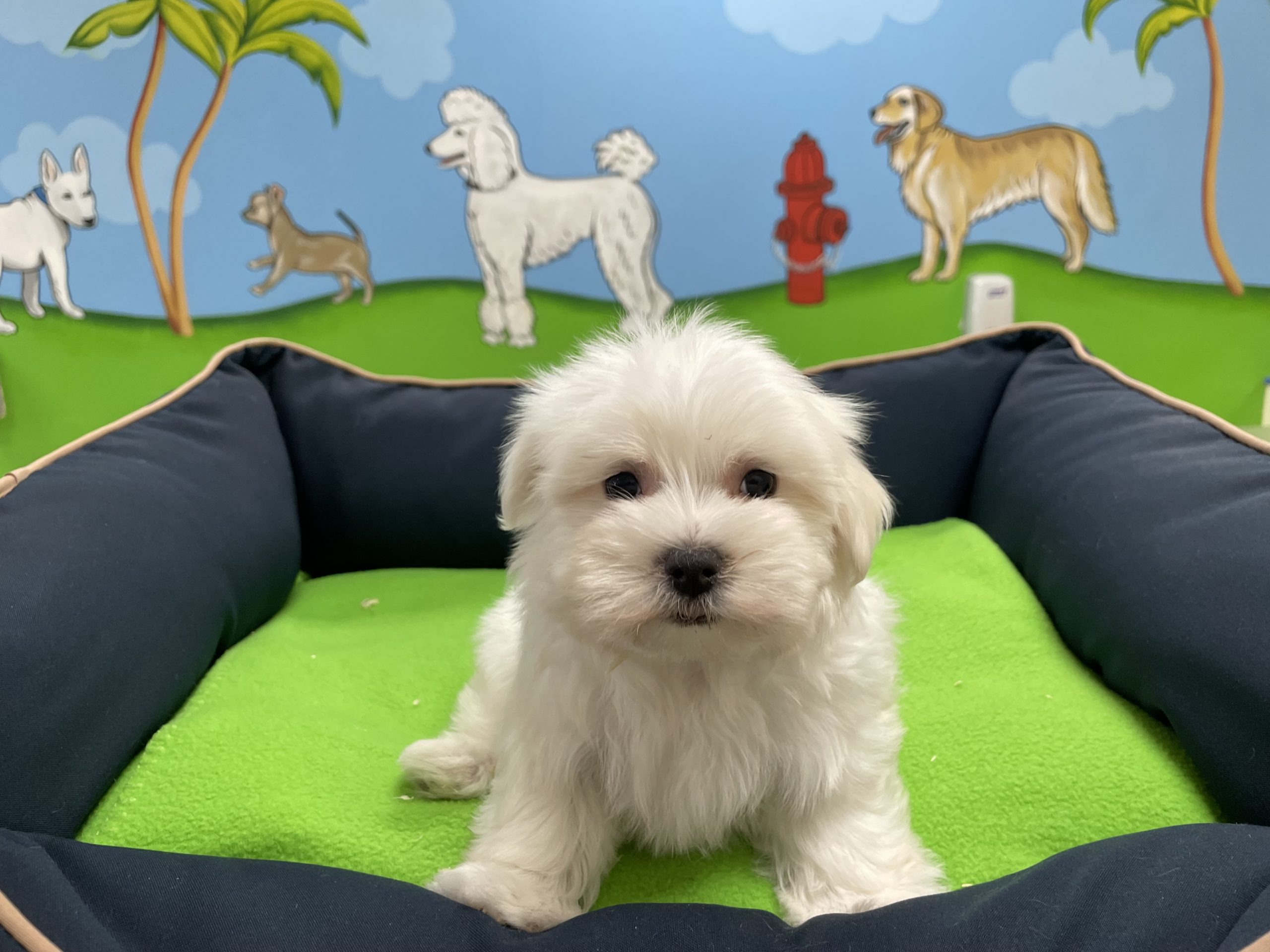 IN STORE PUPPIES | Puppy Plus