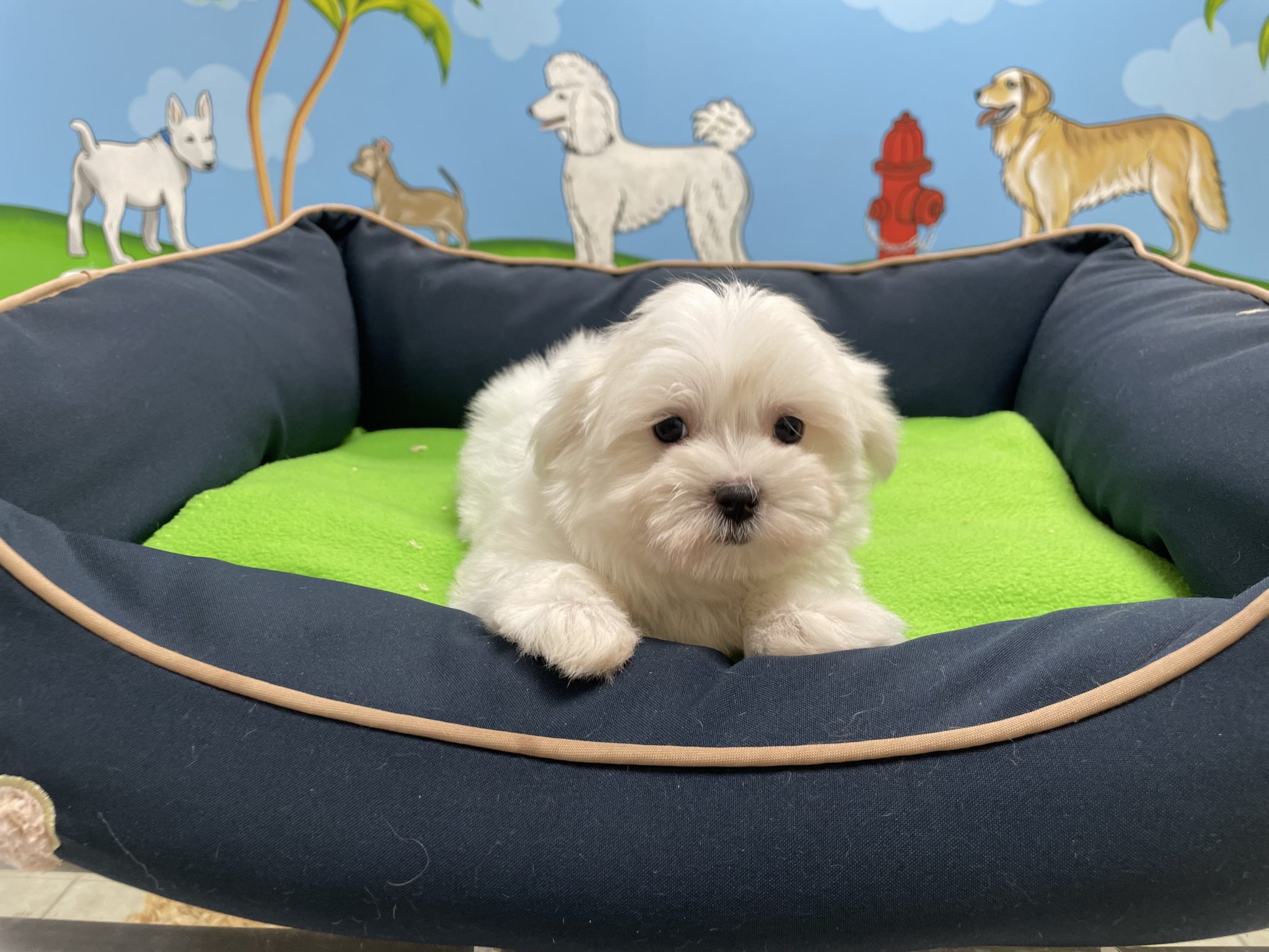 IN STORE PUPPIES | Puppy Plus