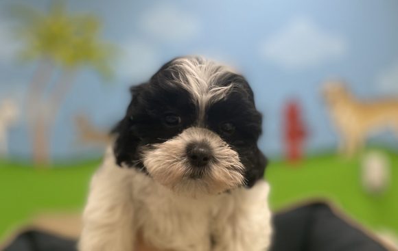 IN STORE PUPPIES | Puppy Plus