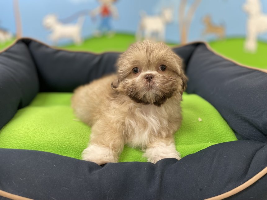 IN STORE PUPPIES | Puppy Plus