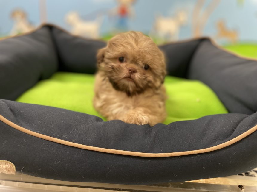 IN STORE PUPPIES | Puppy Plus