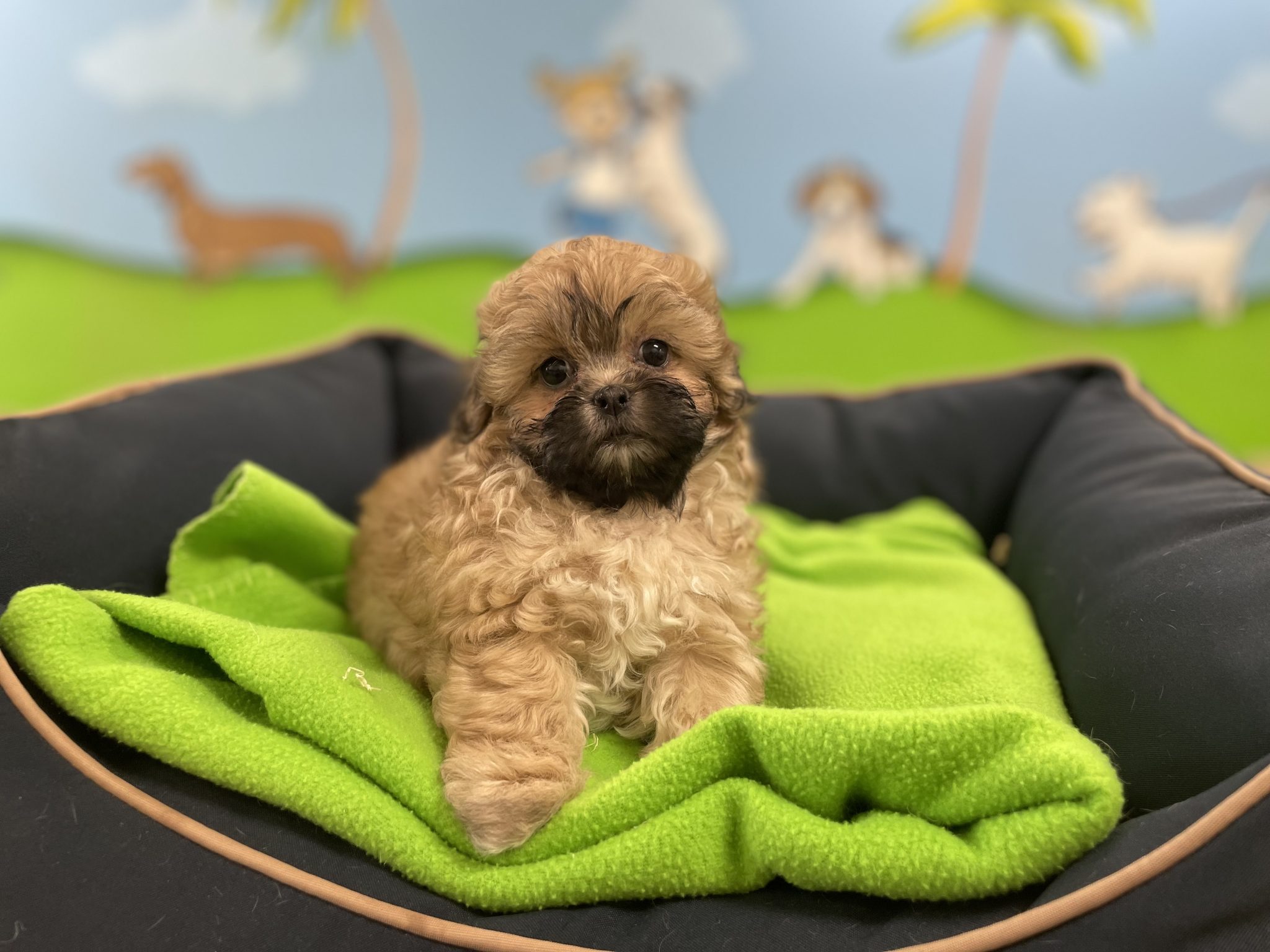 IN STORE PUPPIES | Puppy Plus