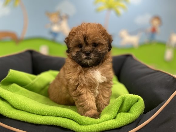 IN STORE PUPPIES | Puppy Plus