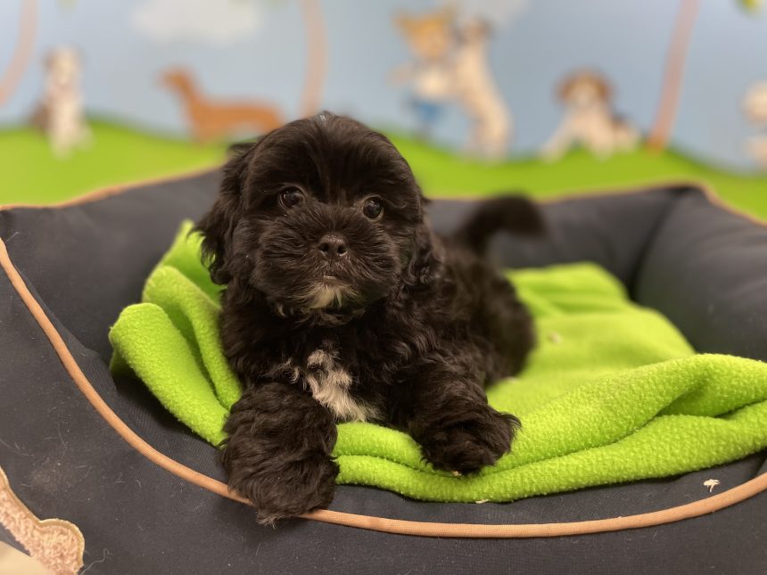 IN STORE PUPPIES | Puppy Plus