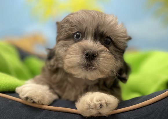 IN STORE PUPPIES | Puppy Plus