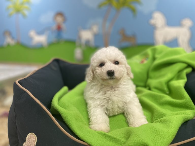 IN STORE PUPPIES | Puppy Plus