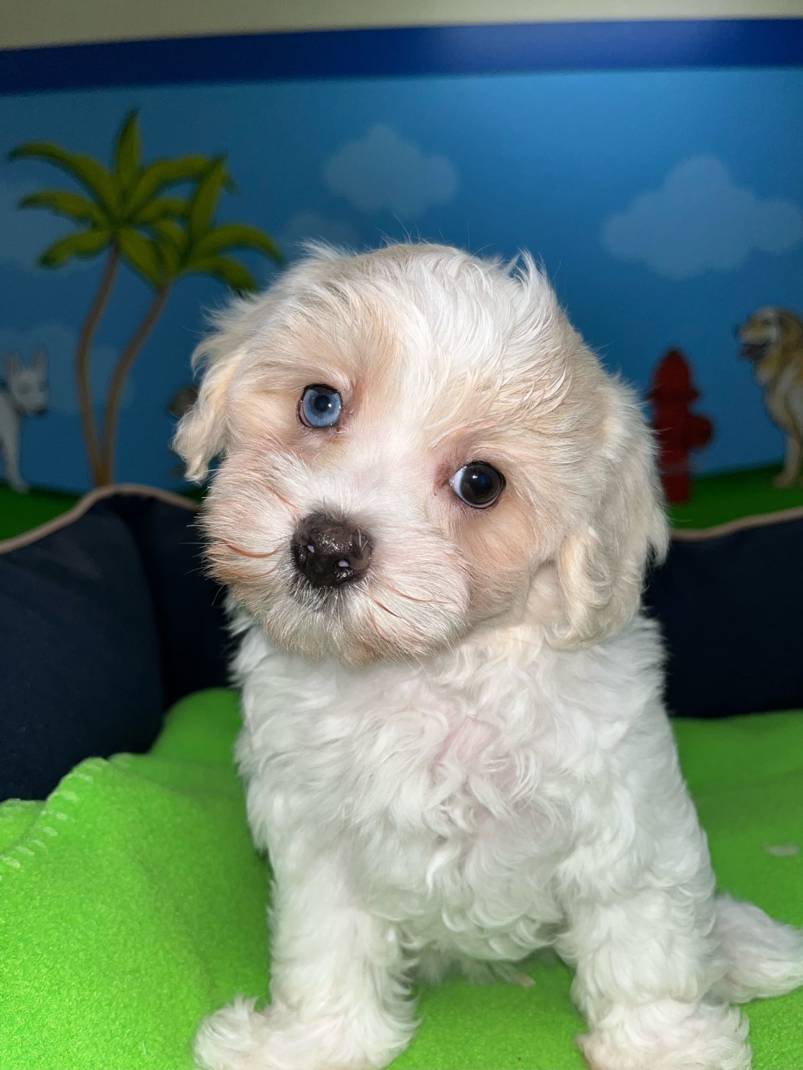 IN STORE PUPPIES | Puppy Plus