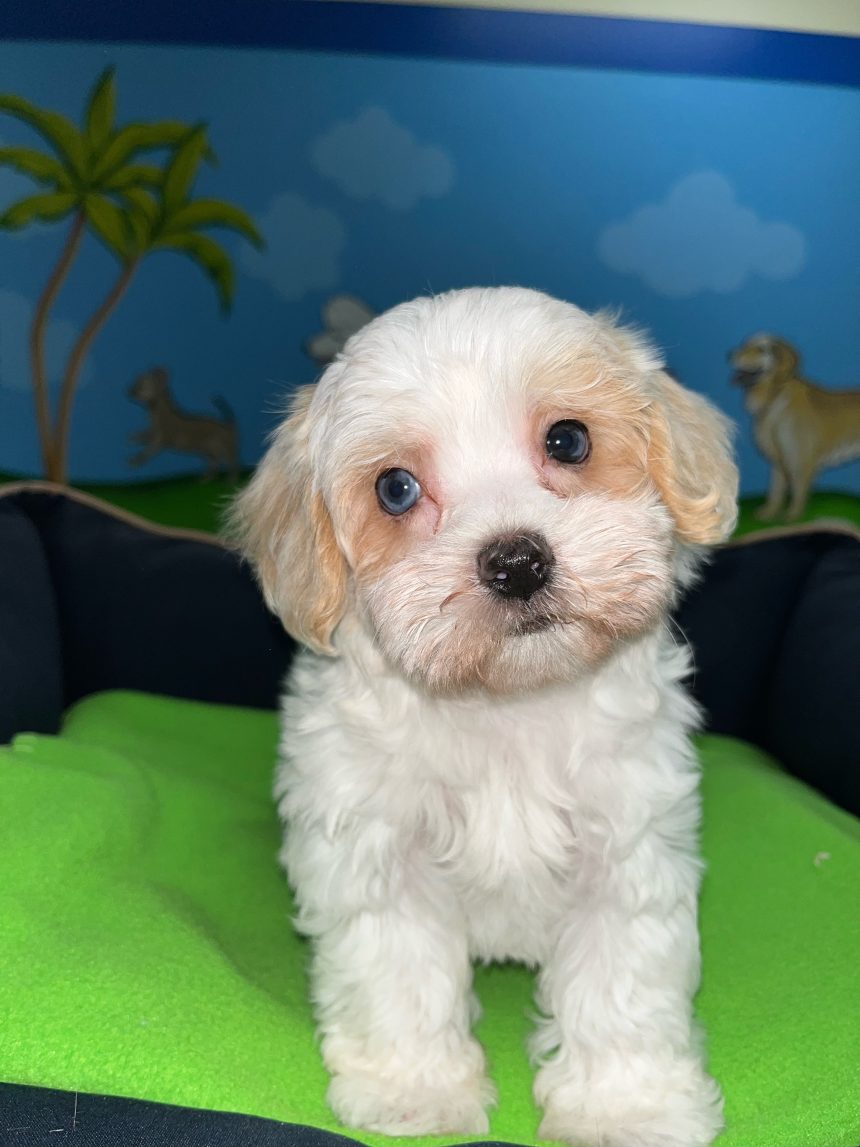 IN STORE PUPPIES | Puppy Plus