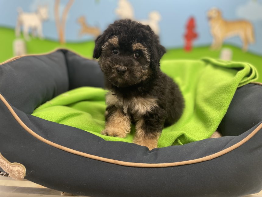 IN STORE PUPPIES | Puppy Plus