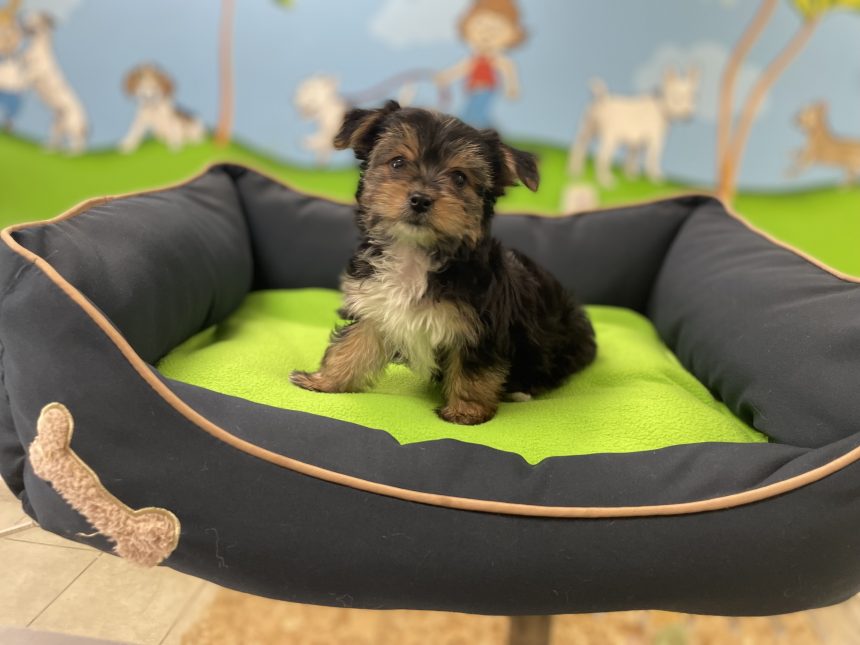 IN STORE PUPPIES | Puppy Plus