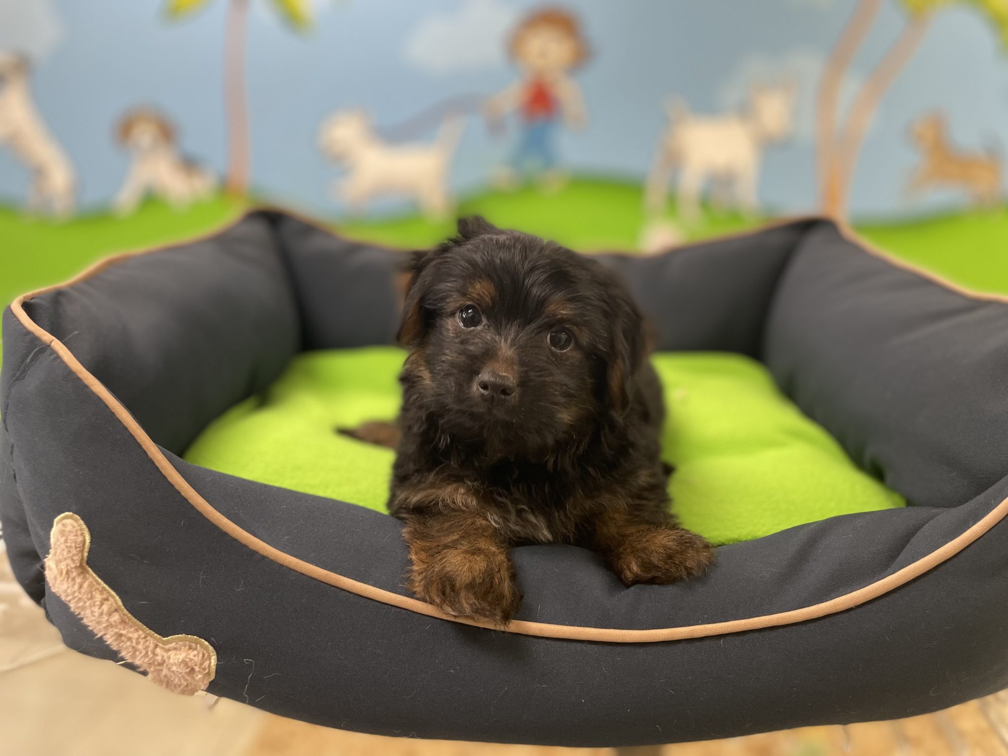 IN STORE PUPPIES | Puppy Plus